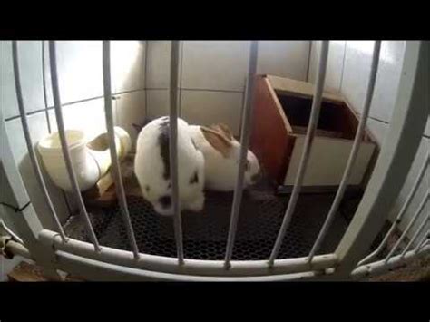 INICIANDO CRIAÇÃO CASEIRA DE BAIXO CUSTO COELHOS E CODORNAS YouTube