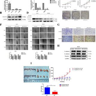 Pla G Promotes Crc Cells Proliferation Migration And Invasion In