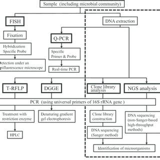 The Schema Of Ribosome Complex And 16S RRNA Gene The White And Grey