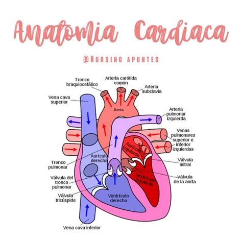 Fisiologia Cardiaca