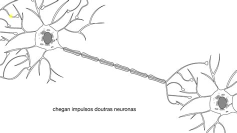 Neurona Y Sus Partes