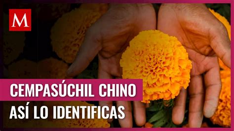 Cempasúchil Mexicana vs China Identifica las Diferencias México