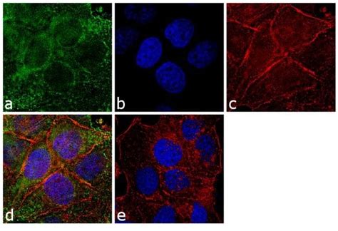 Prdx Polyclonal Antibody Invitrogen L Unconjugated Primary