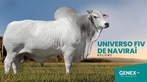 UNIVERSO FIV DE NAVIRAI TOURO NELORE PO YouTube