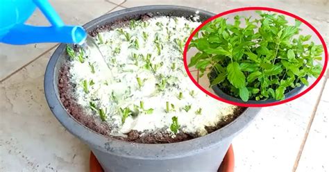 Comment faire pousser de la menthe à partir de boutures avec cet
