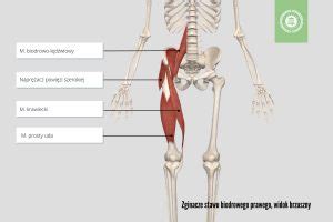 Staw Biodrowy Budowa Ruchy I Patologie Biodra Terapiafunkcjonalna Pl