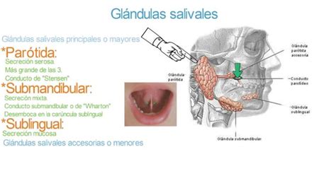 Glándulas salivales Parótida submandibular sublingual y accesorias