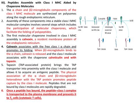 Lecture On Antigen Processing And Presentation Pathways PPT