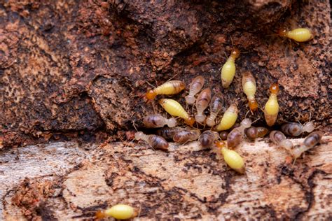Comment reconnaître une infestation dinsectes xylophages Maison online