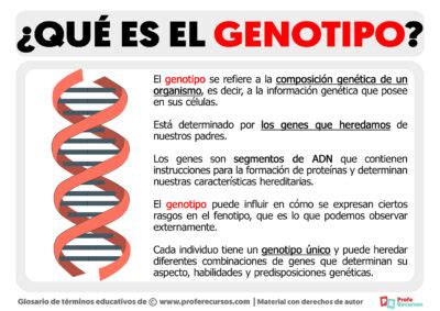 Qué es el Genotipo Definición de Genotipo