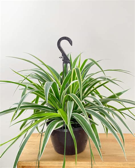 Spider Plant Houseplant