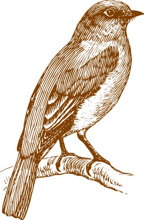 Vogel Sitzend Aves Kostenlose Vektorgrafik Auf Pixabay