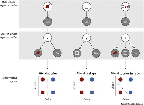 holistic reinforcement learning the role of structure and attention trends in cognitive sciences