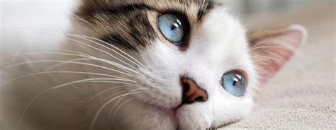 Cómo saber si mi gato está enfermo Purina
