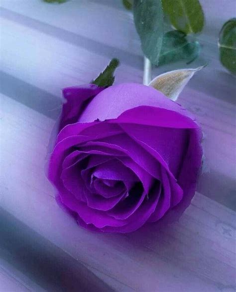 Details 100 Picture Rosas Moradas Naturales Abzlocal Mx