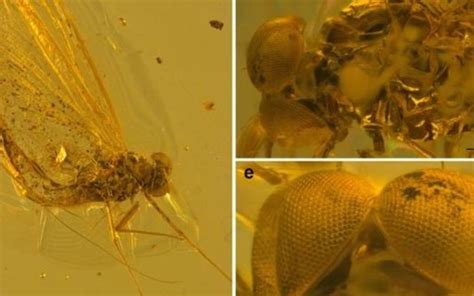 Nova espécie de inseto é descoberta em âmbar de mais de 35 milhões de