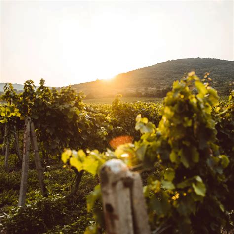 Home Domaine Jean Marc Millot