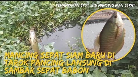 Mancing Ikan Sepat Siam Ternyta Begini Cara Mancing Ikan Sepat