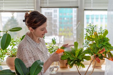 Planta Tel Fono En Agua Huerto En Casa