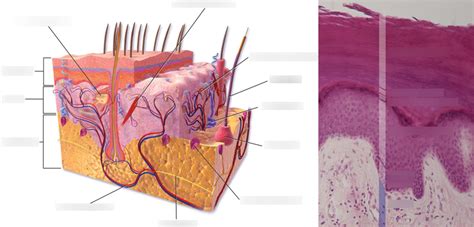 Kaplan Mcat Biology Skin Diagram Quizlet