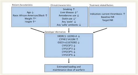 Dosing Algorithm Warfarin The Flow Chart Illustrates The Publically