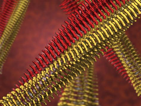 Illustration Image Eurekalert Science News Releases