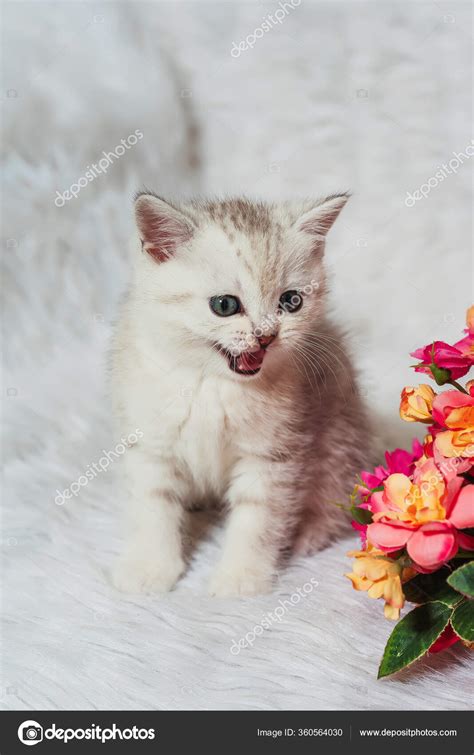 Cute Baby White Cats Wallpaper