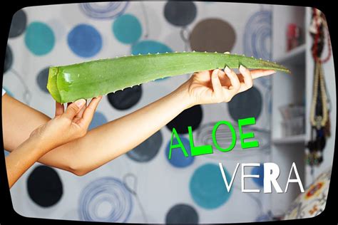 Cómo utilizar el aloe vera en la belleza Belleza