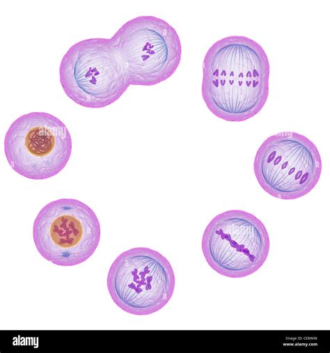 Mitosis Nuclear Division Computer Artwork Stock Photo Alamy