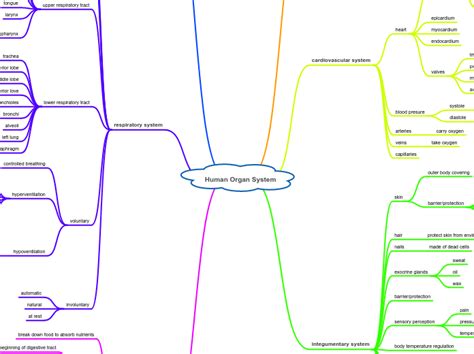 Human Organ System Mind Map