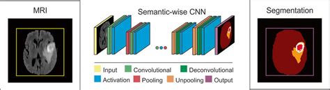 schematic illustration of a semantic wise cnn architecture for brain download scientific