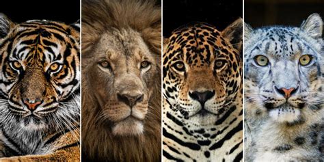Tipos de Felinos Características Ejemplos y más Postposmo Postposmo