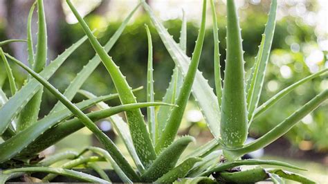 Jak poznat pravou aloe vera a jak ji pěstovat Většina lidí to neumí
