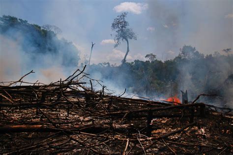 Ritmo de desmatamento na Amazônia é maior que o de recuperação da