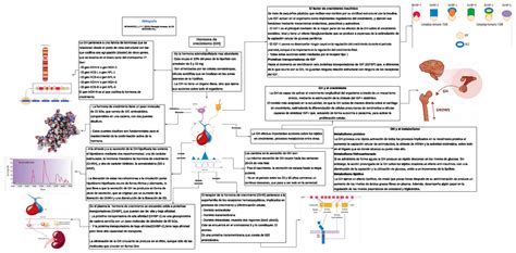 Mapa Conceptual De Hormona Del Crecimiento Hormona De Crecimiento Gh