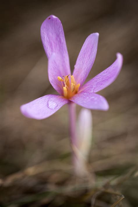 Herbstzeitlose Colchicum Autumnale Kokolori Flickr