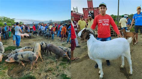 Feira Do Bode E Porco De Jo O Alfredo Pe S Os Melhores