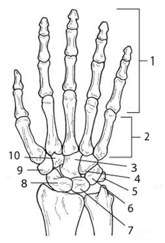 Hand Fingers And Wrist Flashcards Quizlet