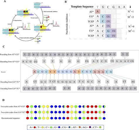 evaluation of the correctable decoding sequencing as a new powerful strategy for dna sequencing