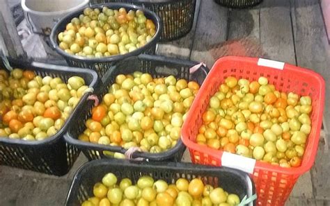 Harga Cabai Jenis Ini Turun Tomat Naik