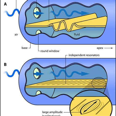 pdf hearing travelling wave or resonance