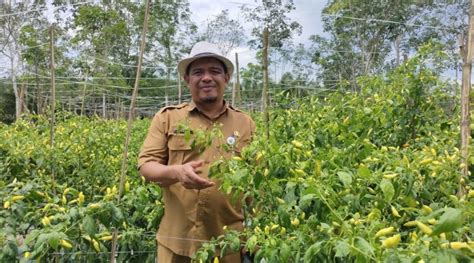 Pemkab Paser Kembangkan Tanaman Hortikultura Di Lahan 11 Hektar Hello