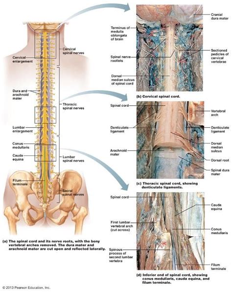 Gross Structure Of The Spinal Cord Dorsal View Central Nervous