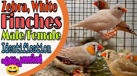 Zebra Finches ല Male Female ന എങങന എളപപതതൽ തരചചറയ
