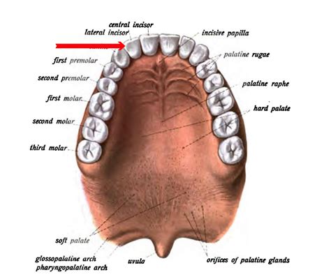 Tooth Numbering System Focus Dentistry 59 OFF