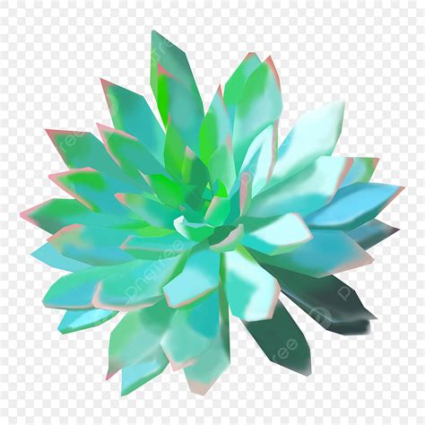 Hand Drawn Illustration Hd Transparent Hand Drawn Succulent
