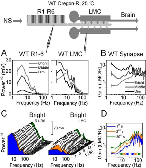 adaptation shapes frequency spectra dynamically frequency spectra of download scientific