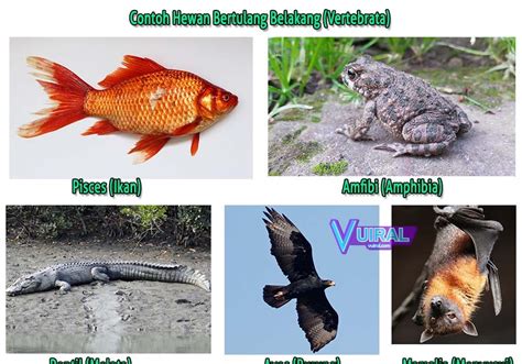 Pengertian Ciri Ciri Klasifikasi Dan Contoh Hewan Vertebrata Vuiral