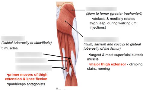 Posterior Thigh Muscles Diagram Diagram Quizlet