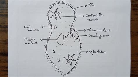 Draw A Well Labelled Diagram Of Paramecium